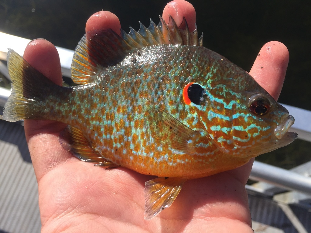 Pumpkinseed × Northern Sunfish in August 2016 by Samuel Taylor ...