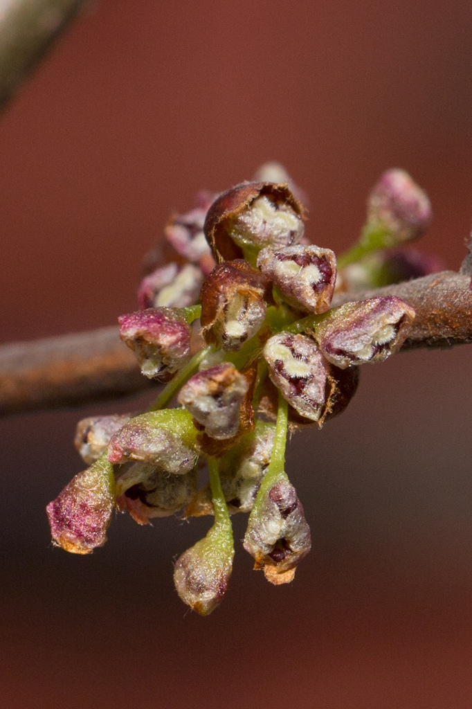 American elm (Nash Prairie Plants List) · iNaturalist