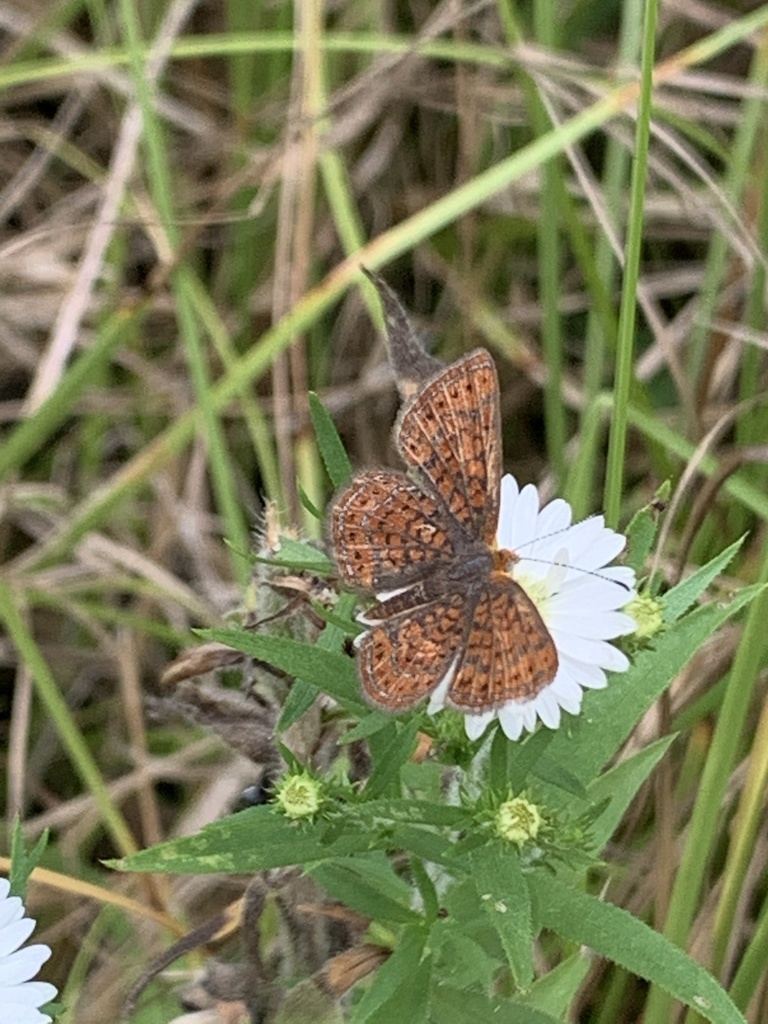 Little Metalmark in October 2021 by Brittany M · iNaturalist
