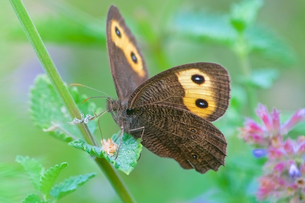 Common Wood-Nymph (Butterflies and Skippers of GSMNP) · iNaturalist