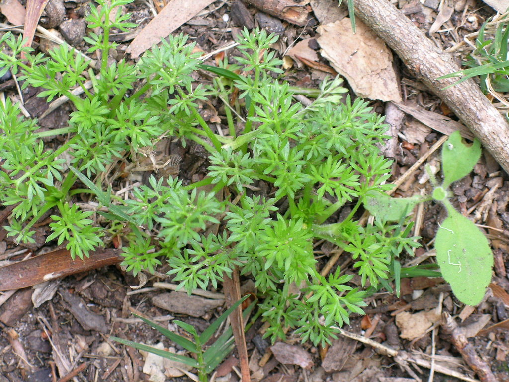 common soliva (Nash Prairie Plants List) · iNaturalist