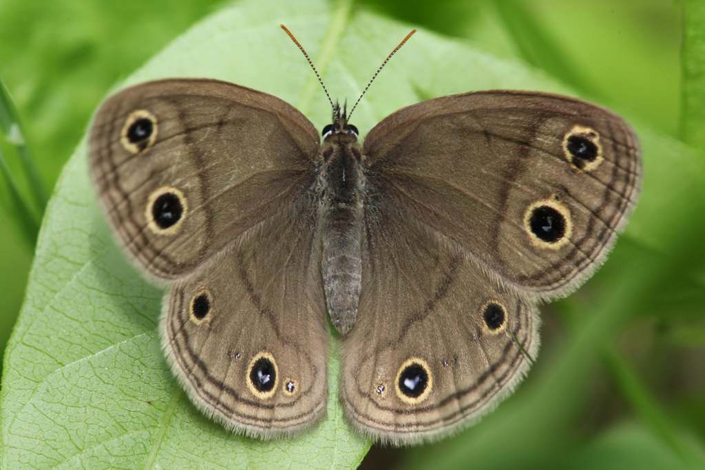 Little Wood Satyr (Butterflies and Skippers of GSMNP) · iNaturalist