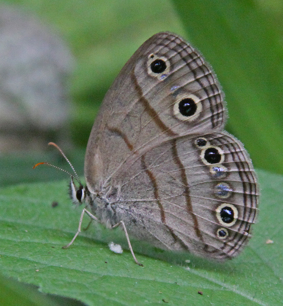 Little Wood Satyr (Butterflies and Skippers of GSMNP) · iNaturalist