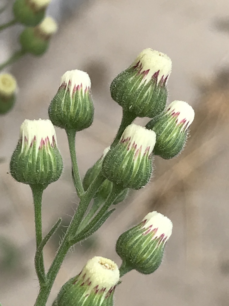 Conyza bonariensis (Logan Bahr's Scrub Flora) · iNaturalist