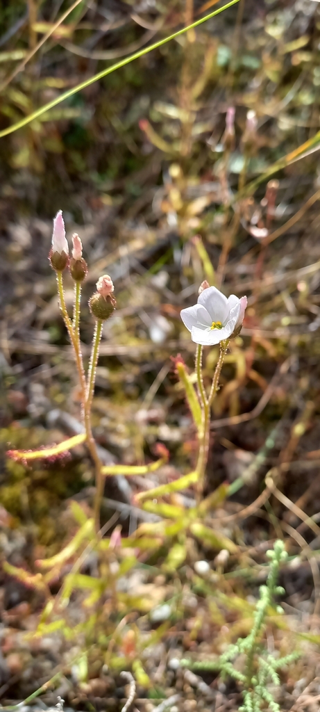 Drosera liniflora (Sundews and allies in southern Africa) · iNaturalist