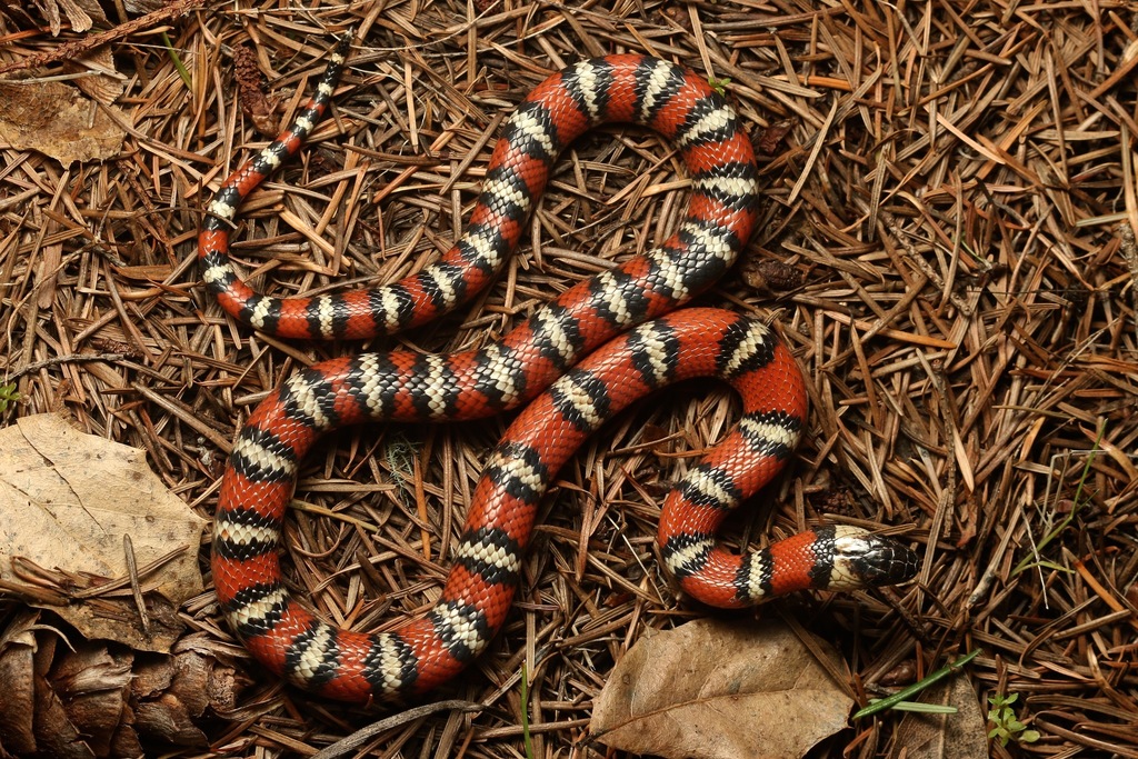 California Mountain Kingsnake (Lampropeltis zonata) - Snakes and Lizards