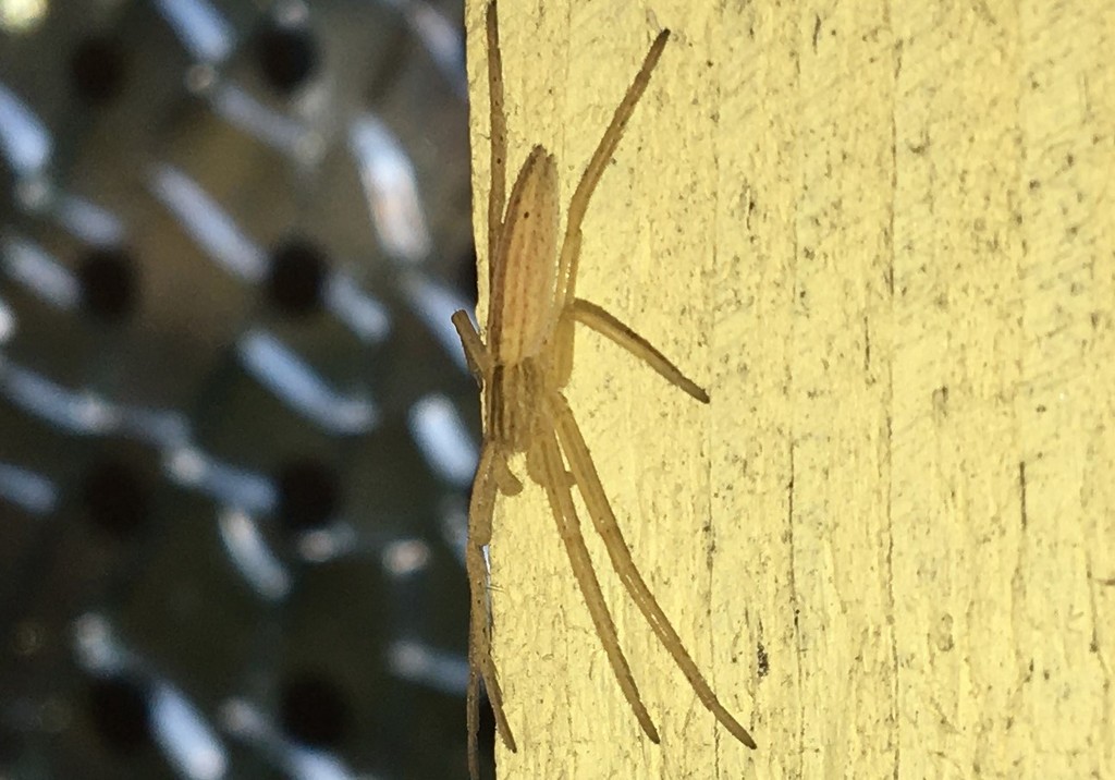 Slender Crab Spiders from Sariai, Lithuania on October 03, 2021 at 05: ...