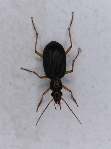 Chlaenius modestus · iNaturalist