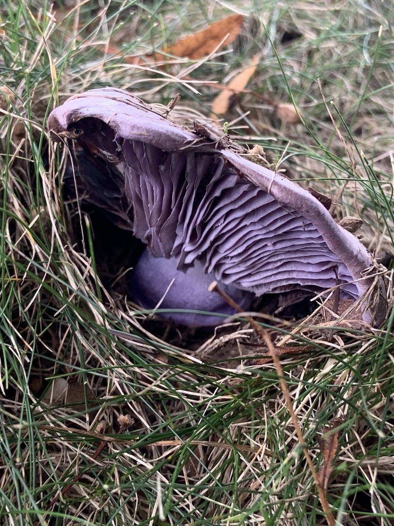 Blewit from Gorsebrook Park, Halifax, NS, CA on October 02, 2021 at 01: ...