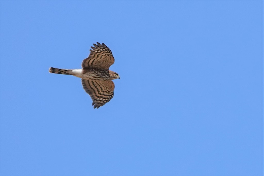 Sharp-shinned Hawk from Sierra Vista, AZ, USA on October 2, 2021 at 01: ...