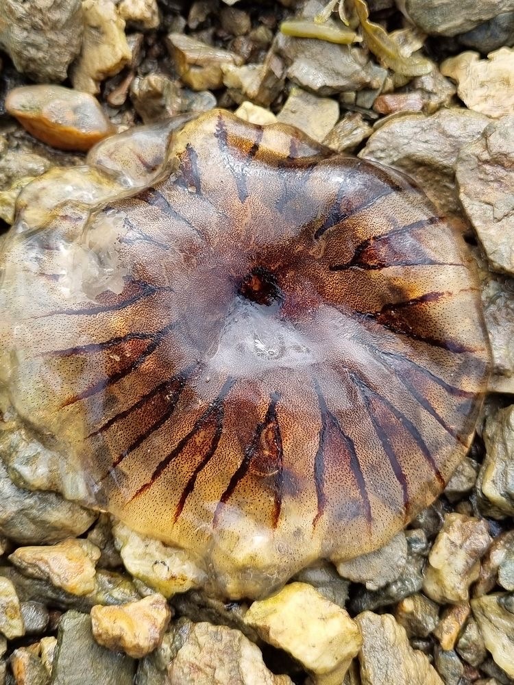 Compass Jelly from English Channel, Truro, England, GB on August 17 ...