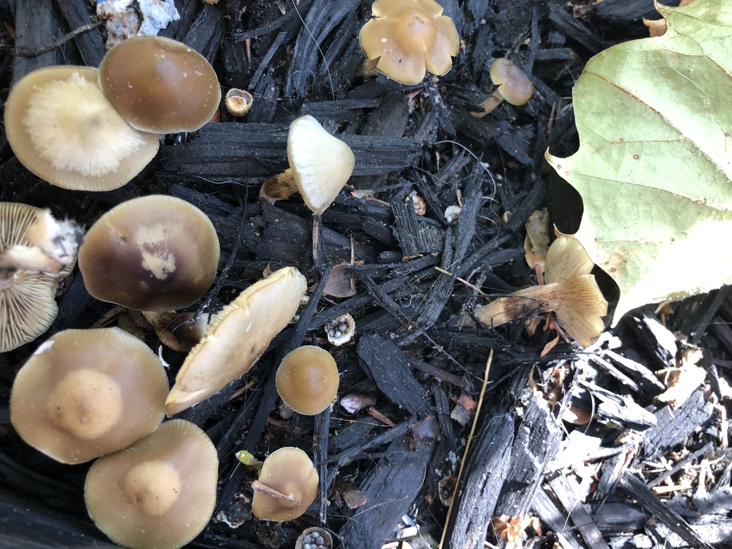 Psychedelic Ovoid Mushroom from N Murphy Ave, Sunnyvale, CA, US on ...