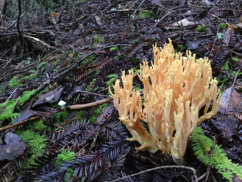 Coral Fungi from Jackson State Forest, Fort Bragg, CA, US on December ...