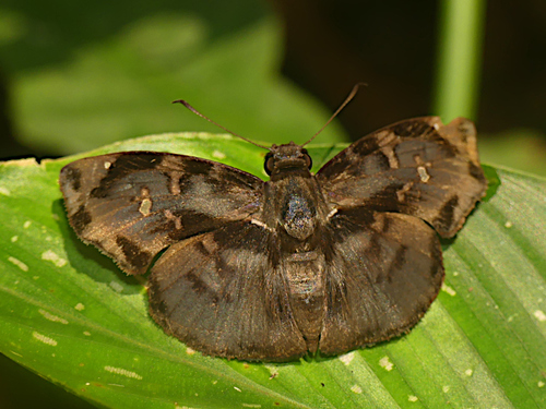 Quadrus difficilis · iNaturalist