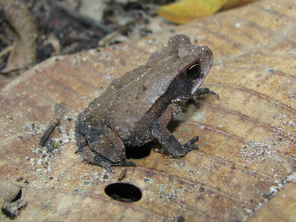Campbell's Rainforest Toad from Belize District, Belize on September 11 ...