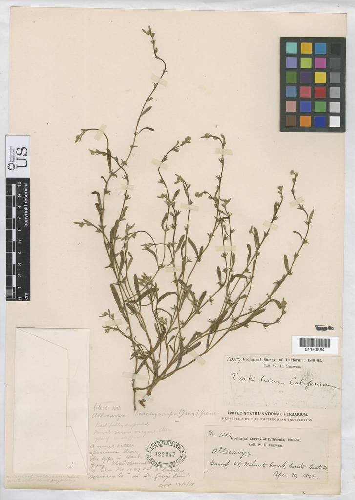 rough-nutlet popcornflower (Vernal Plant Species of the California ...