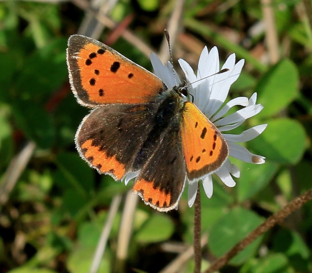 Small Copper (Butterflies and Skippers of GSMNP) · iNaturalist