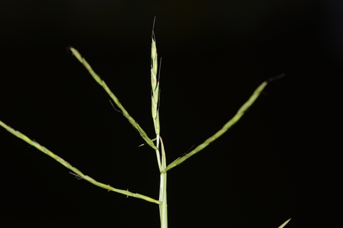 Arthraxon nudus · iNaturalist