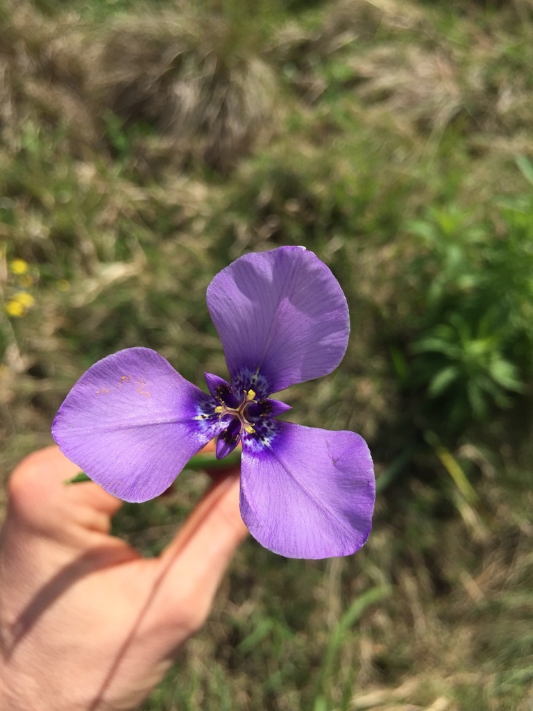Prairie Nymph from Pelotas, RS, BR on October 03, 2021 at 10:23 AM by ...