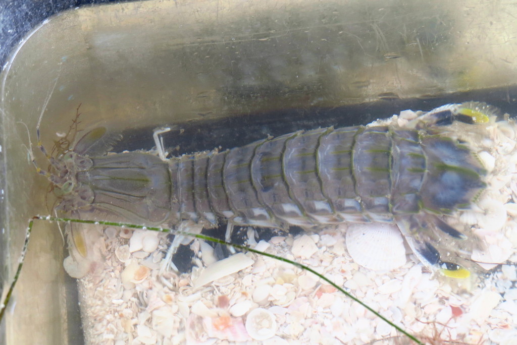 West Atlantic Mantis Shrimp in October 2021 by Squidpastry ...
