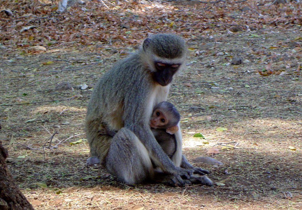 Southern Vervet Monkey (Chlorocebus pygerythrus pygerythrus) - Know ...