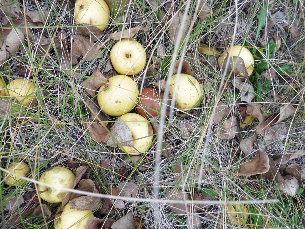 European Wild Apple (Malus sylvestris) - Botanical Realm