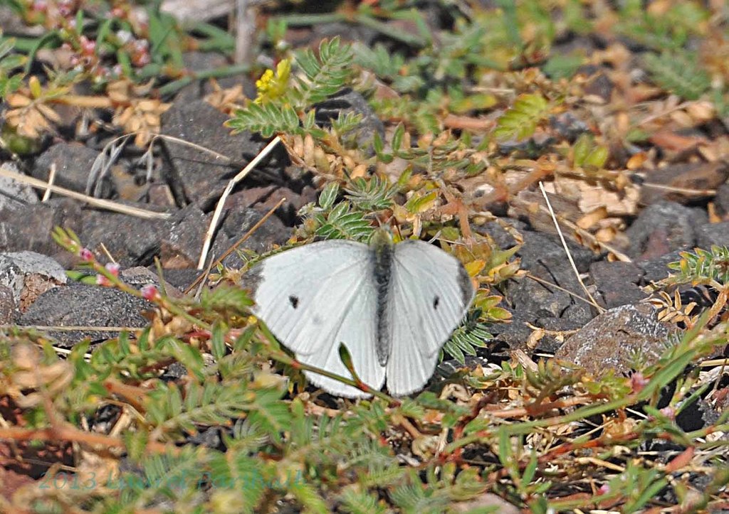 Olympia Marble (Butterflies and Skippers of GSMNP) · iNaturalist