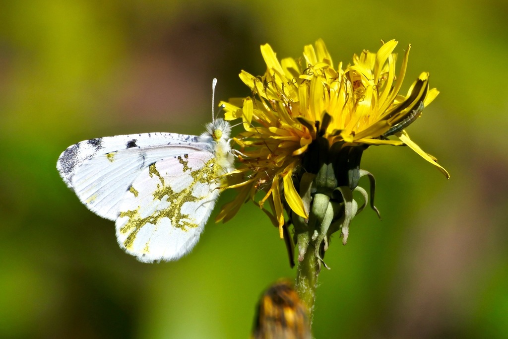 Olympia Marble (Butterflies and Skippers of GSMNP) · iNaturalist