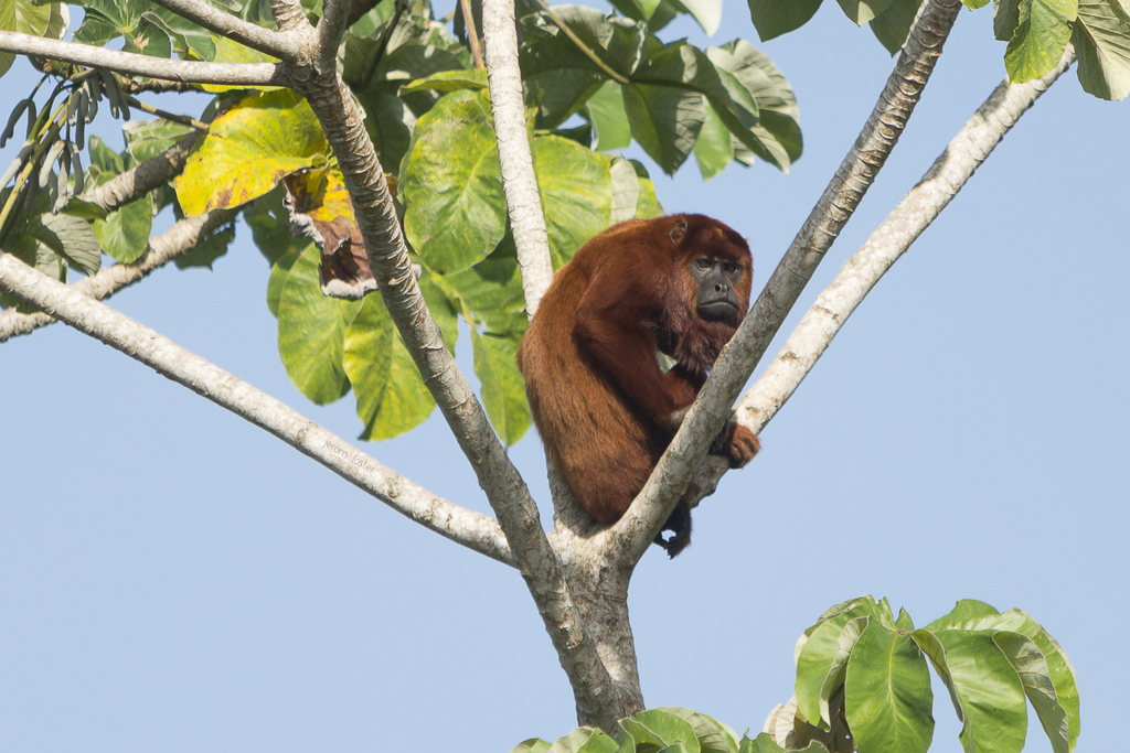 Guianan Red Howler Monkey (Alouatta macconnelli) - Know Your Mammals
