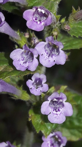 Section Acinos · iNaturalist