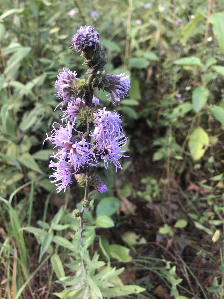 Appalachian blazing star from Ozark-St. Francis National Forests ...
