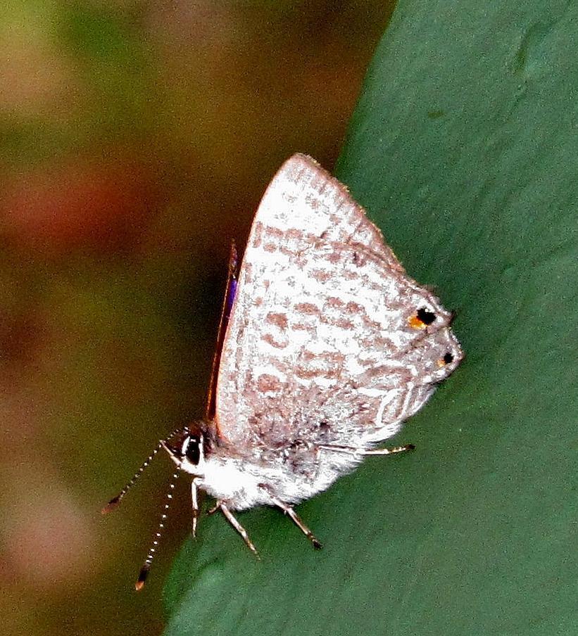 Anthene from Bushmans Nek hotel on May 14, 2017 by Peter Vos. Tiny ...