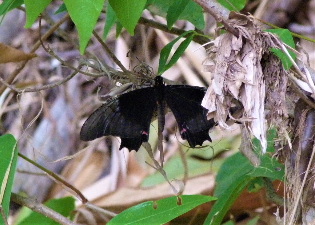 Rosa-de-luto (Borboletas de Rio Claro, SP/Butterflies of Rio Claro, SP ...
