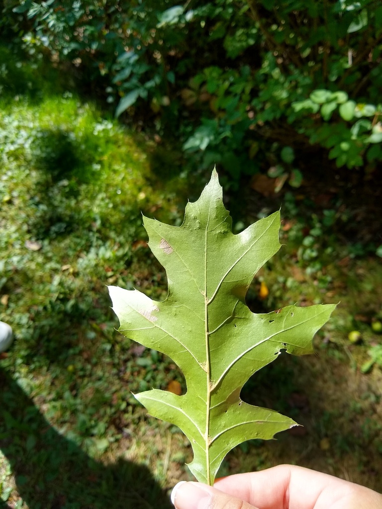 scarlet oak from Seiberling Nature realm on September 19, 2021 by ...