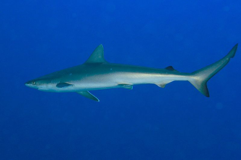 Baby Atlantic Sharpnose Shark