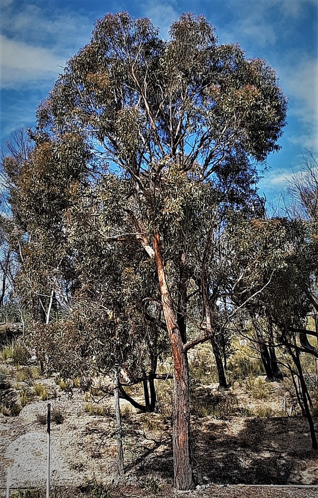 Eucalyptus sparsifolia from Ben Bullen State Forest NSW 2847, Australia ...