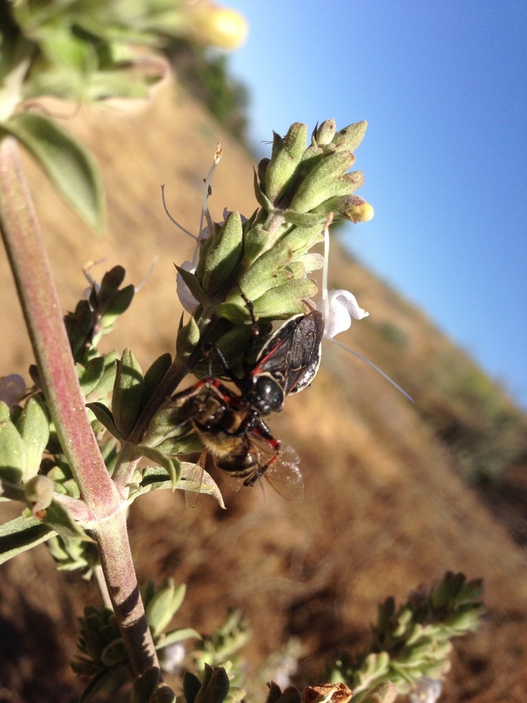 California Bee Assassin from Sycamore Canyon Park, Riverside, CA, USA ...