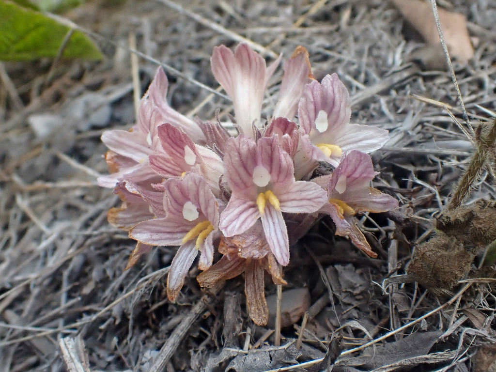 (Aphyllon californicum grande) - Botanical Realm