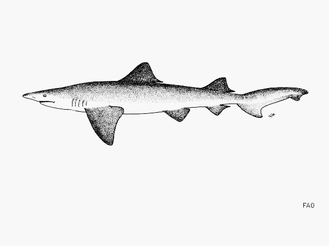 Broadfin Shark (Lamiopsis temminckii) - Marine Life Identification