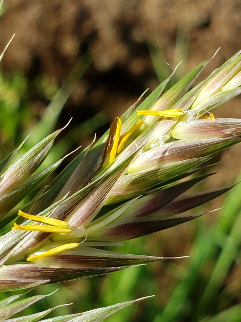 Rescue Brome from Arrecifes Partido, Buenos Aires Province, Argentina ...