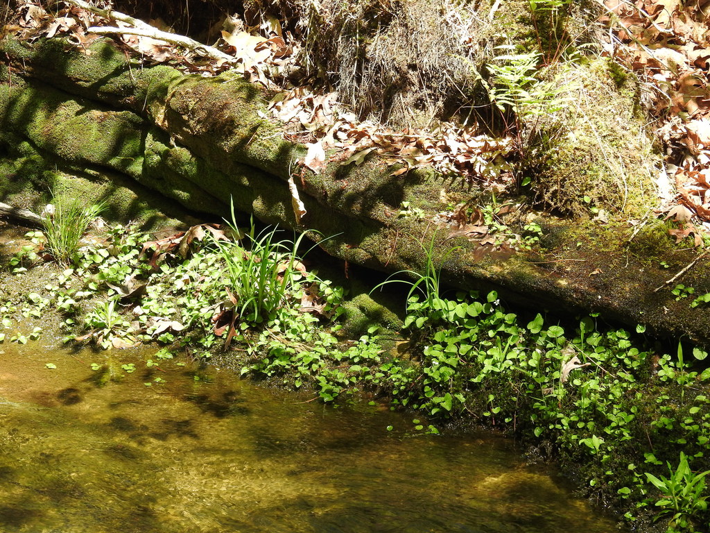 smooth white violet in April 2021 by kbildner · iNaturalist