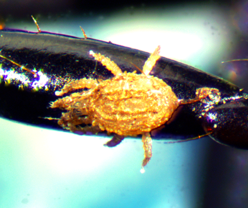 Genus Polyaspis · iNaturalist