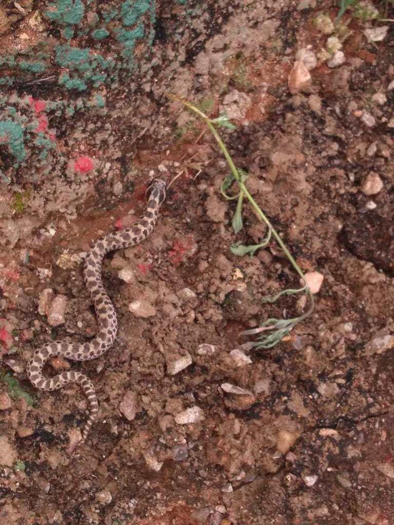 Mexican Hognose Snake in October 2021 by Roberto García Barrios ...