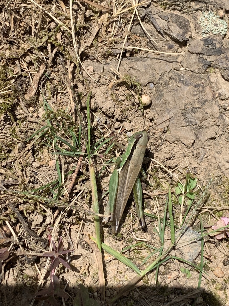 Rice Grasshoppers from 有終公園, 大野市, 福井県, JP on October 04, 2021 at 11:28 ...