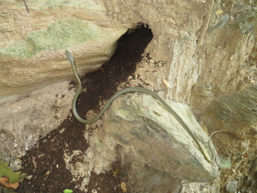 Boddaert's Tropical Racer from Huevos, Trinidad and Tobago on October ...