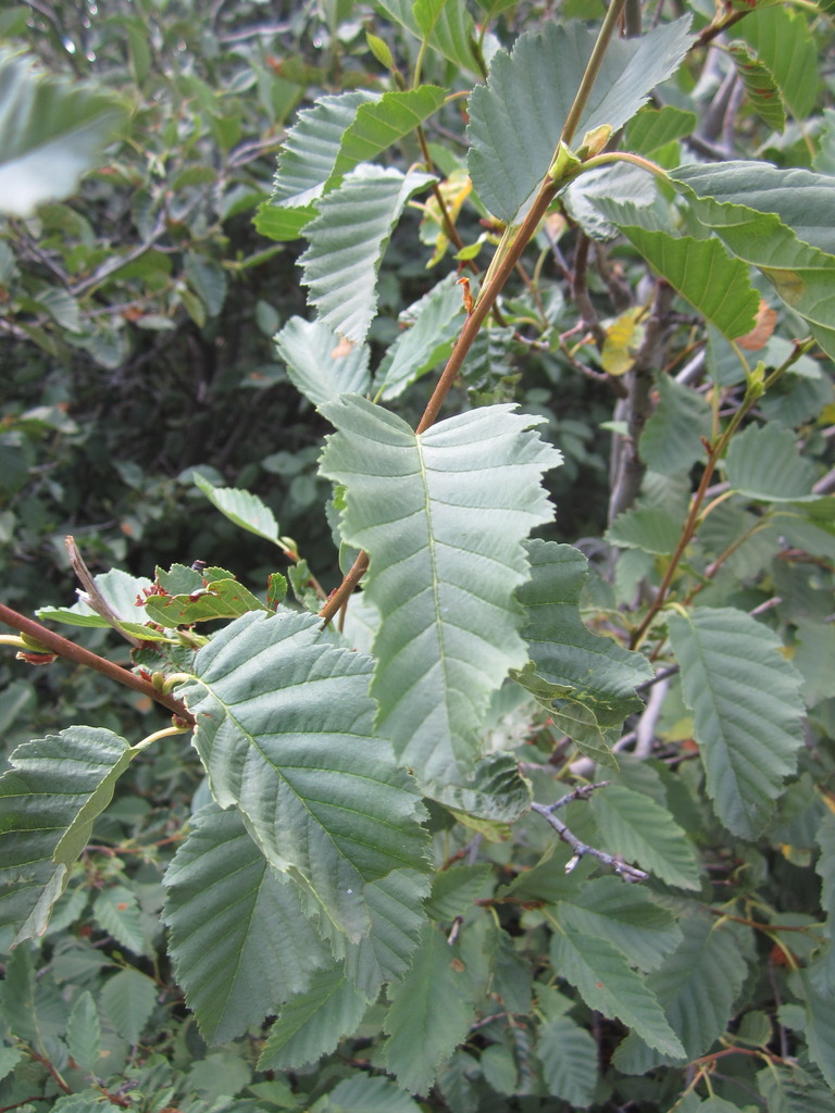 Mountain Alder (Plants of Chatfield State Park) · iNaturalist