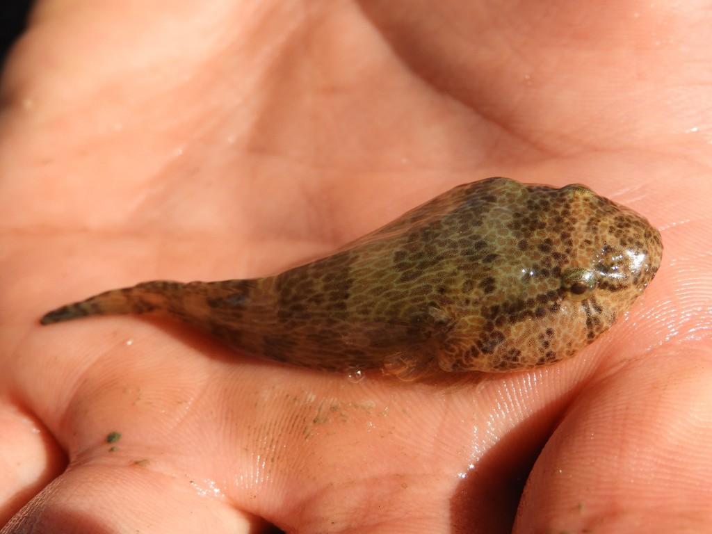 Skilletfish (Gobiesox strumosus) - Marine Life Identification