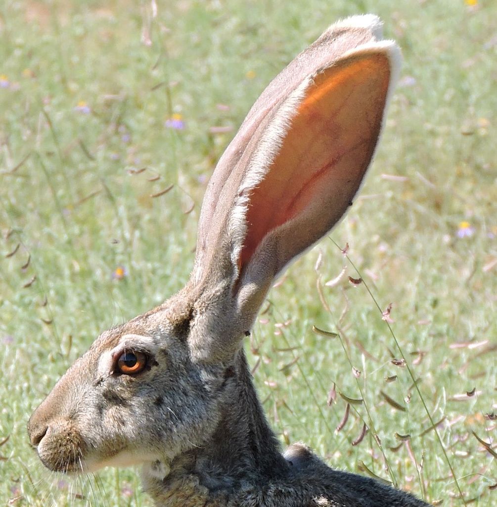 Antelope Jackrabbit from Pima County, AZ, USA on August 27, 2016 at 10: ...