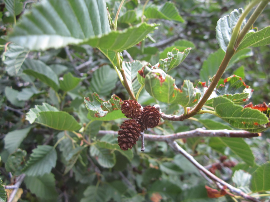 grey alder (Native Trees and Shrubs of Golden Gate Canyon State Park ...