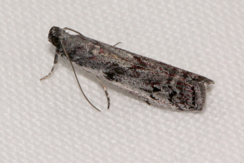 Dusky Raisin Moth from Moorooka, Brisbane QLD, Australia on September ...